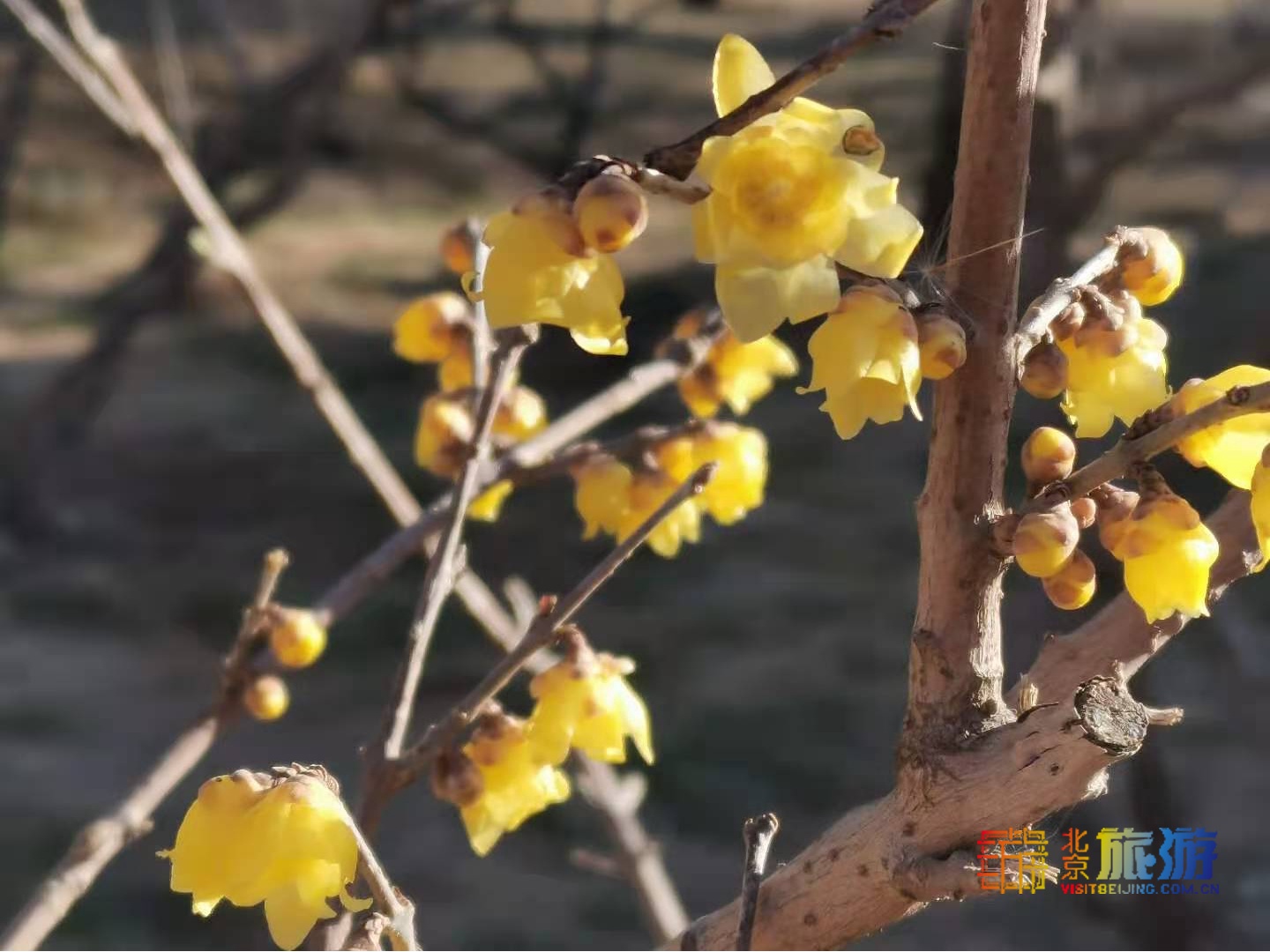 Beijing wax plum is the best viewing period!The latest real shot of ...