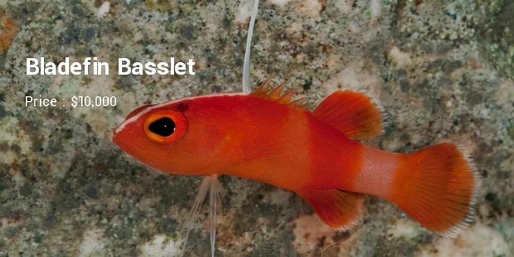 世界上最貴的10種魚 - 頭條匯