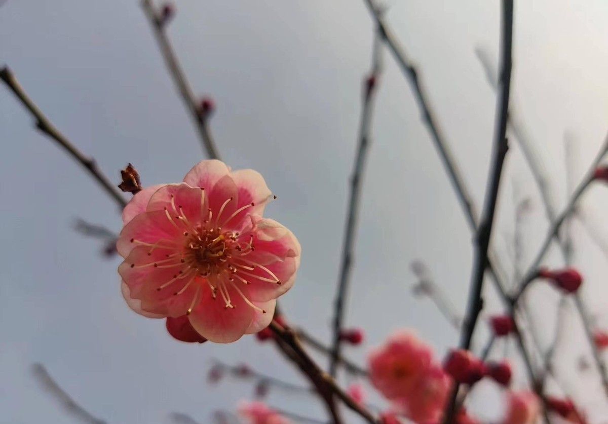 Family inheritance: How does the Yan family carry out family ...