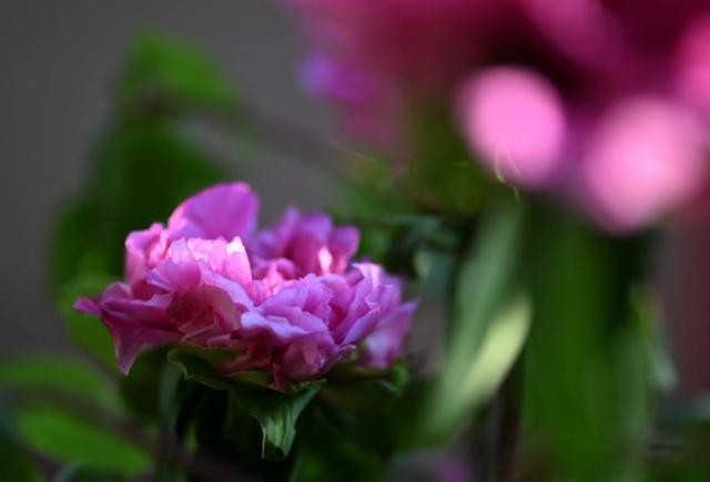 Peonies are in full bloom in March, creating a spectacular spring world ...