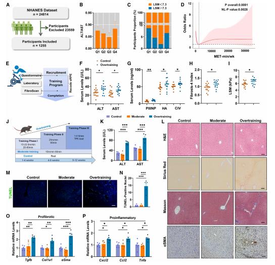 Cell Metab: Excessive exercise may seriously damage liver health and ...