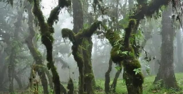 In 1945, a Japanese family of five fled into the primitive forests of ...