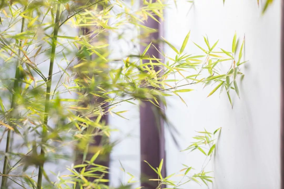 57 "Bamboo" Poems - iMedia