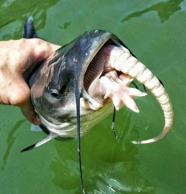 20 pictures show you the creepy side of nature! - iMedia