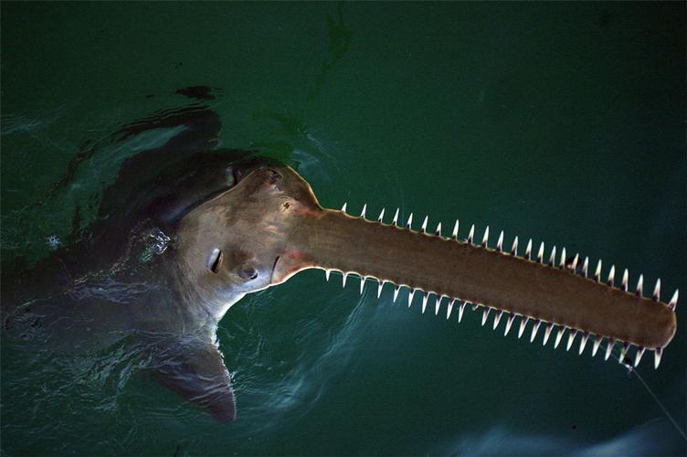 A "Big Mac" with its own saw and a 2-meter-long "chainsaw" on its head ...