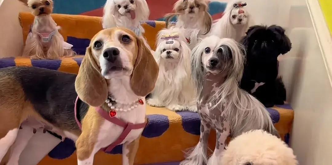 Huo Siyan shares the latest status of her dog! Pearl has become more ...