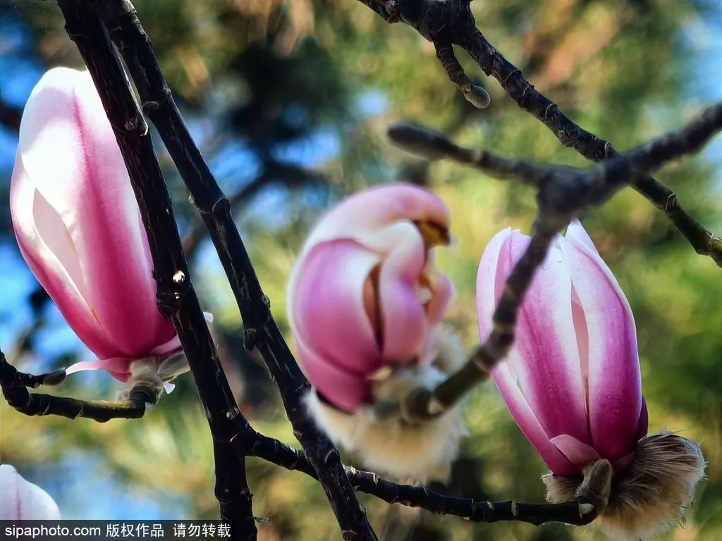 Beijing spring flowers bloom one after another!Magnolia, mountain ...