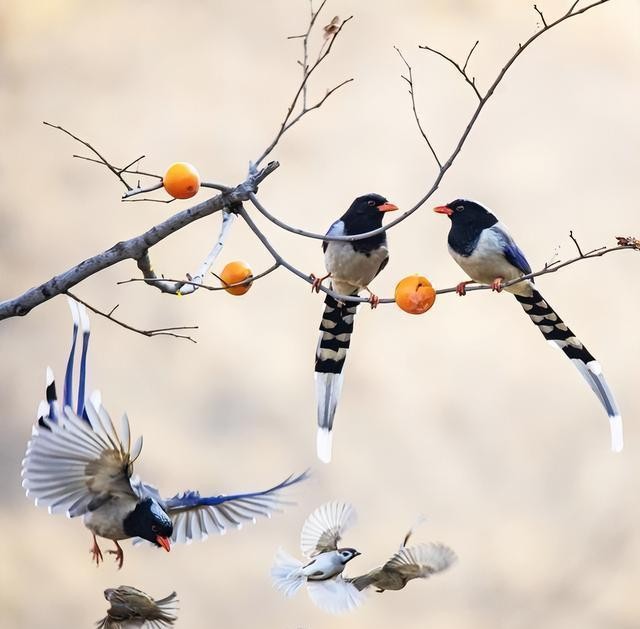 These 4 animals coming to your home are a good omen, meaning a ...