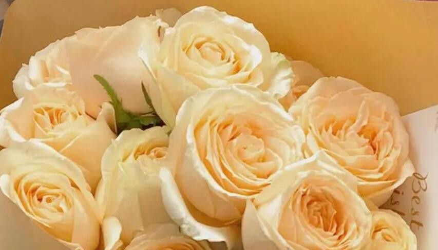 "Thin Ice" shows the blooming of the Iron Rose Chen Xiaoyun, Dong Jiaya and Wu Yuewen. Who is ...