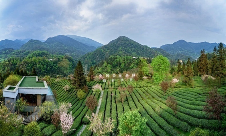 The new "member" of China Tea Green Tea - Emei Xueya, gives you a new ...