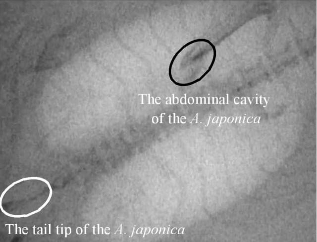 After being swallowed by its natural enemy, this animal can actually ...