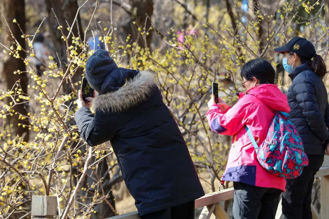 @The best viewing period for the wax plums in Xiangshan Park is in the ...