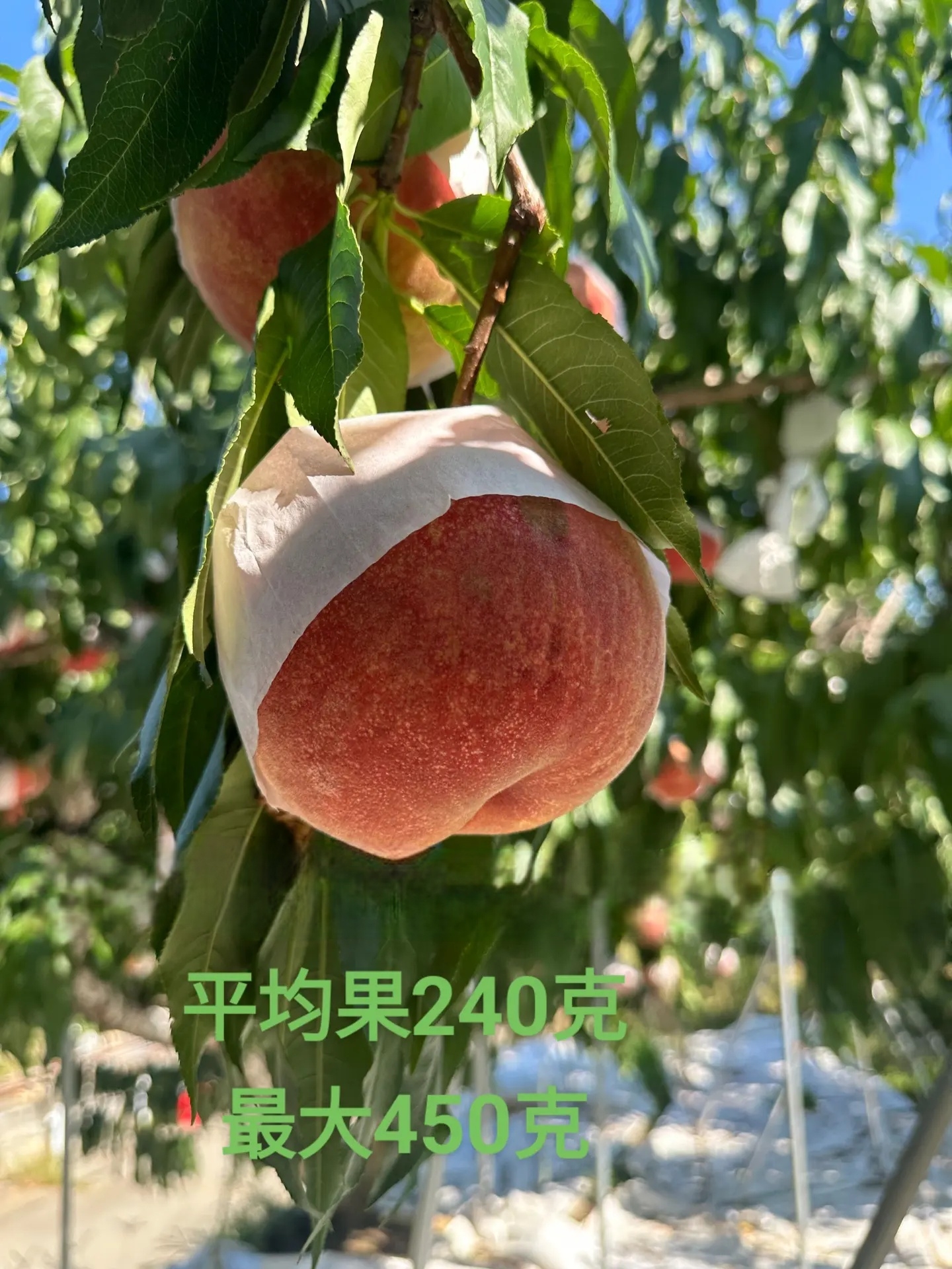 Japanese peach T014 peach trunk planting technique: efficient and high ...