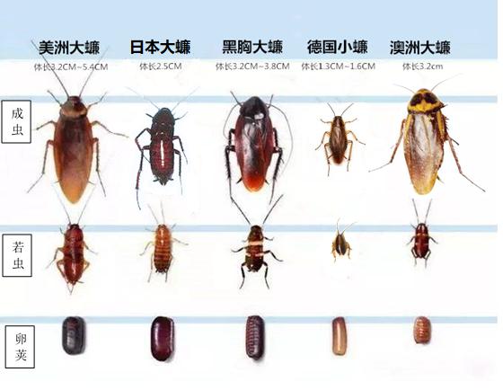 The harm and prevention of cockroaches - iMedia