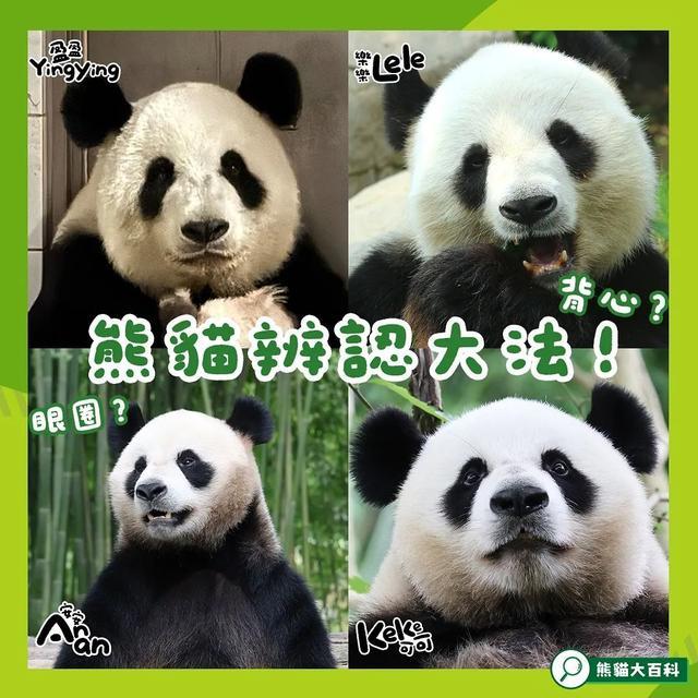 There are too many pandas at home to recognize them all? Hong Kong ...
