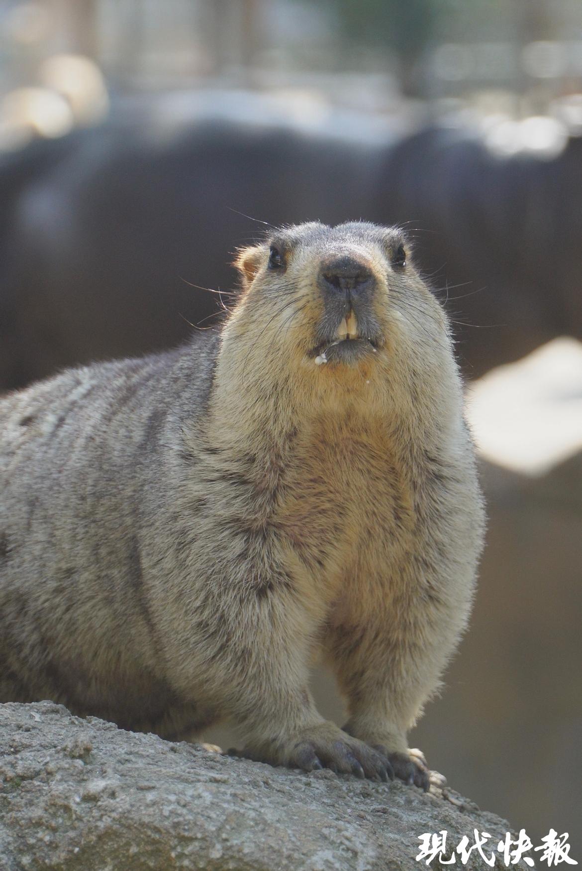 Don't be fooled by "Nezha 2", the real call of the groundhog is even ...