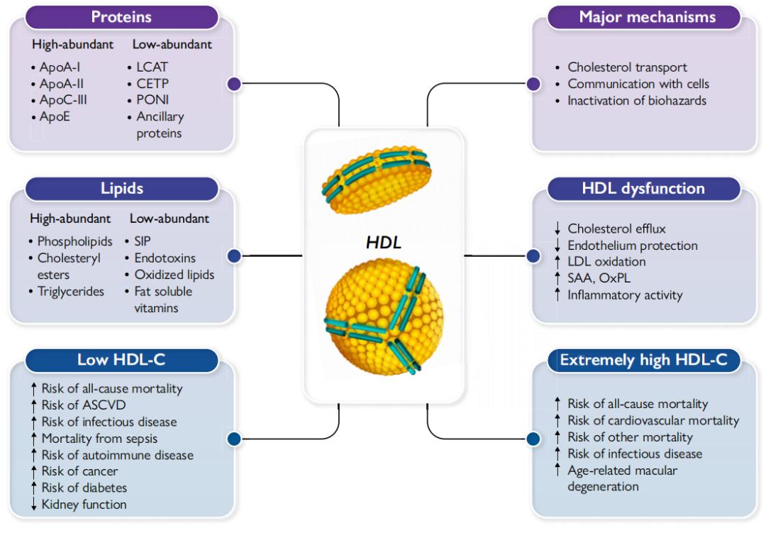 Professor Ye Ping: HDL Function Improvement and Cardiovascular Benefits ...