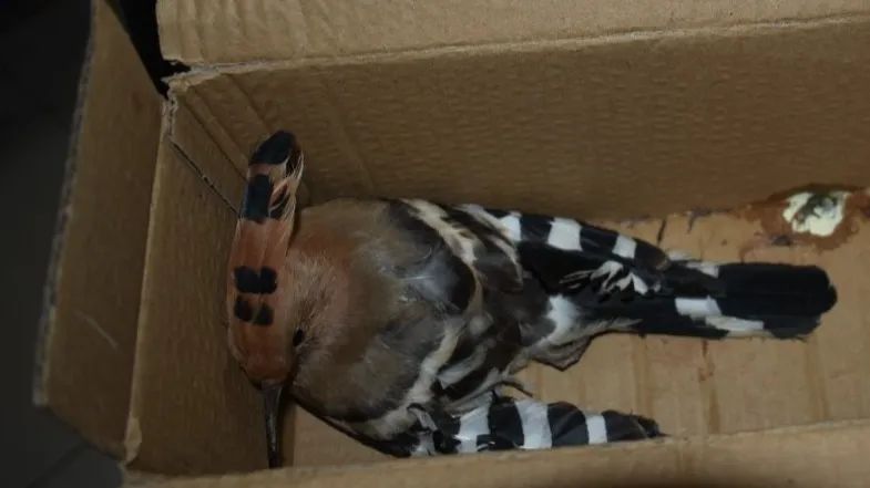 Flying guests are here! Bird protection "visits" the police camp - iMedia