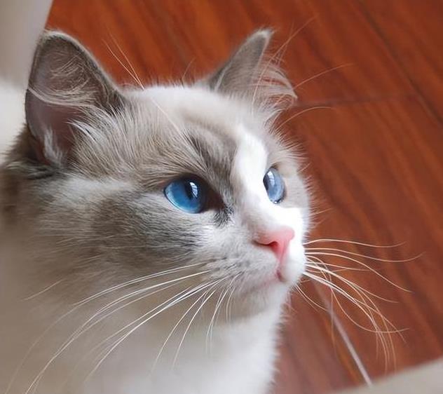 Cats are kept in captivity for their entire lives, which means the ...