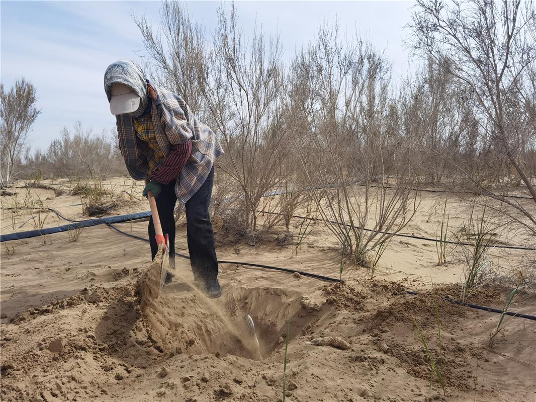 A good harvest of Cistanche deserticola in Ulan Buhe - iMedia