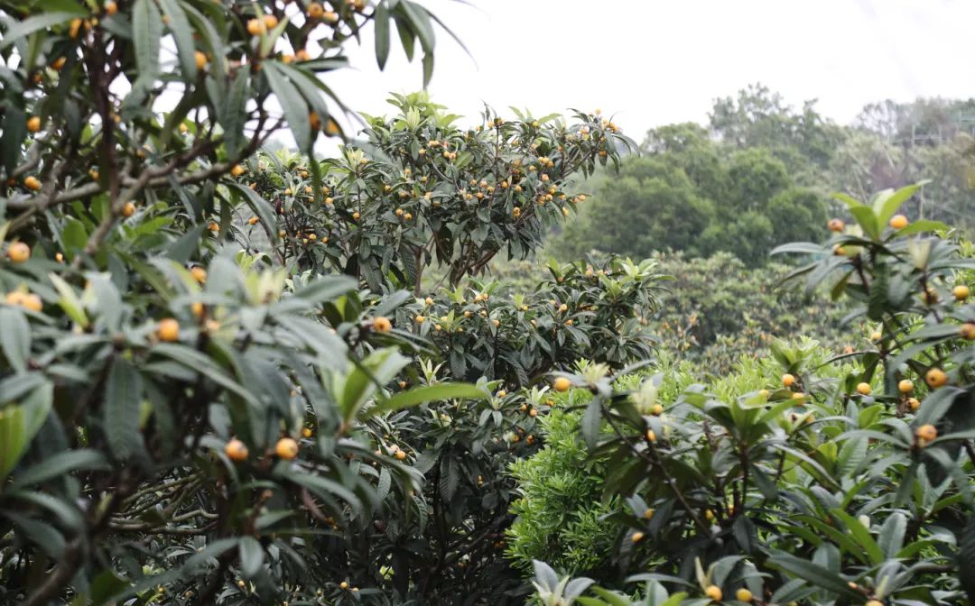 The latest in May! Dongshan Baisha loquat "Golden Fruit Season" is here ...