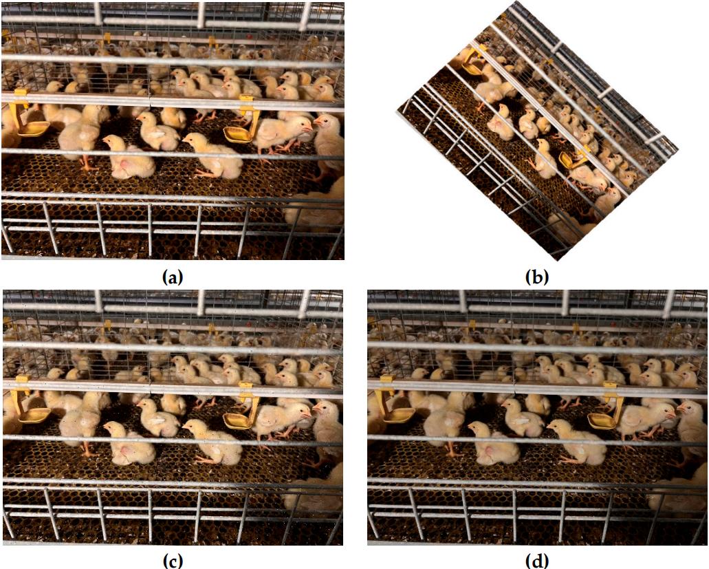 With tens of thousands of chickens crammed into the coop, how can AI ...