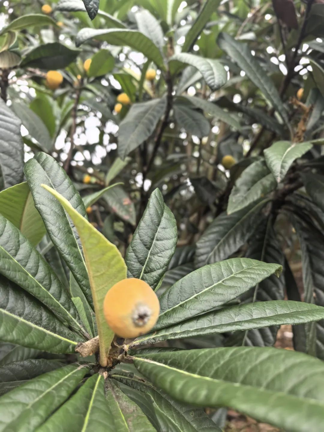 The latest in May! Dongshan Baisha loquat "Golden Fruit Season" is here ...