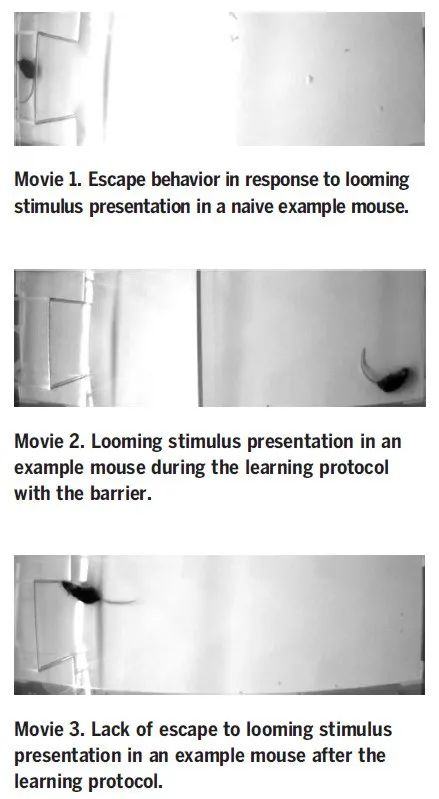 Science: How to "learn" not to be afraid? The amazing function of the ...