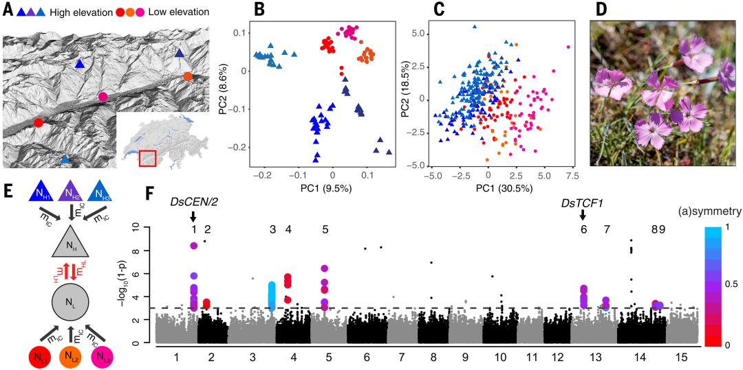 Ancient alleles drive contemporary climate adaptation in alpine plants ...