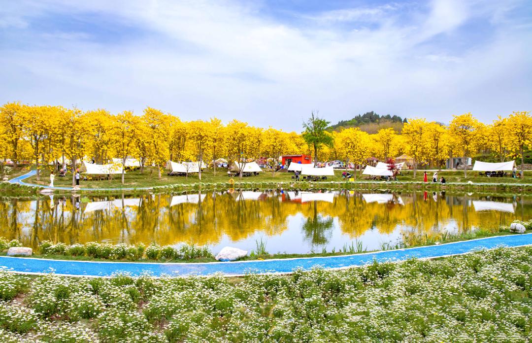 Thousands of acres of yellow bell trees bloom around Chengdu! This ...