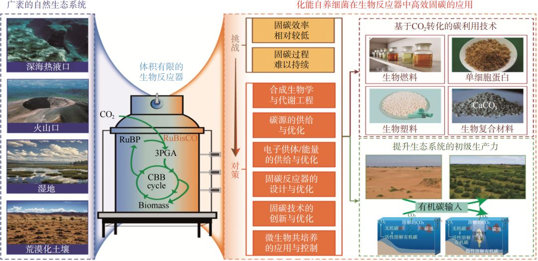 The efficient carbon fixation path of chemoautotrophic bacteria in ...