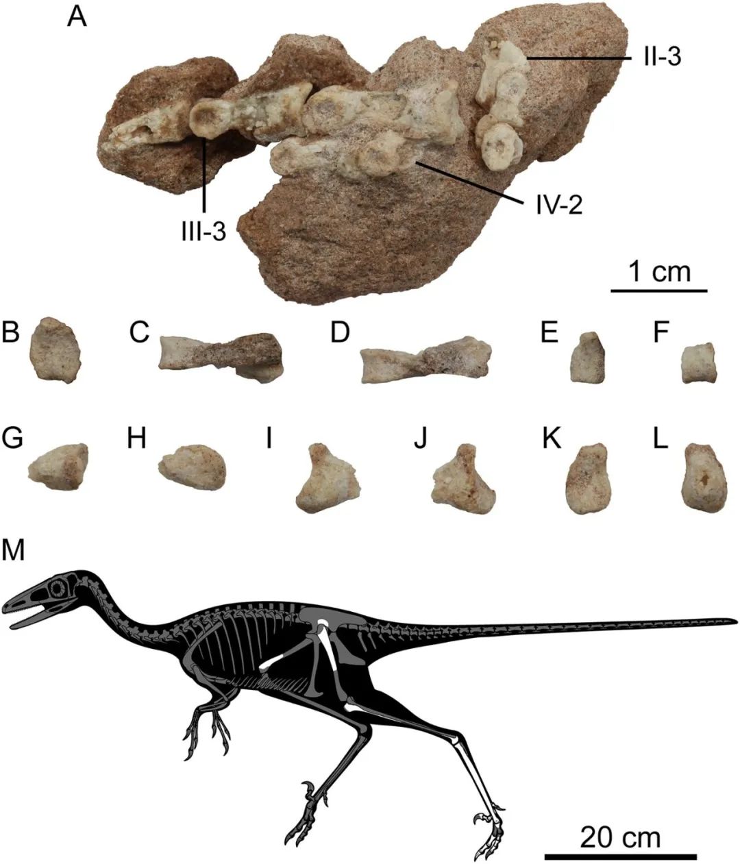 [Dinosaur Kingdom] Prehistoric ferocious walking chickens discovered in ...
