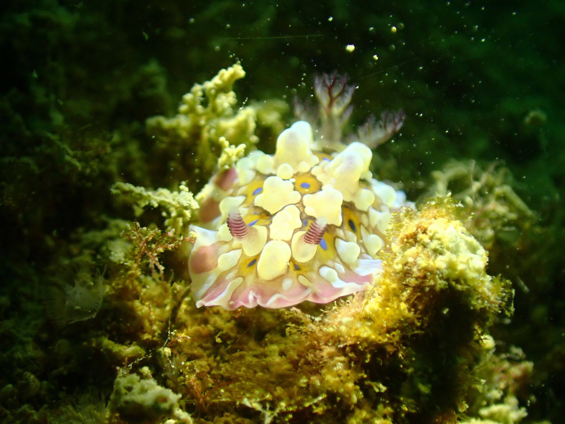 Tomorrow! World Earth Day, the underwater "cute master" will live ...