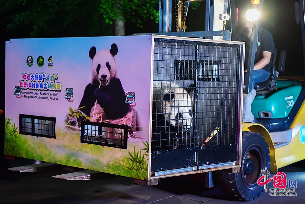 Giant pandas "He Feng" and "Lan Yun" set off for Austria - iMedia