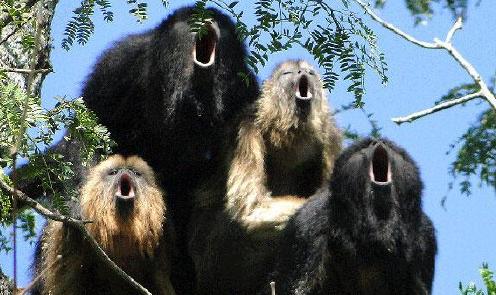 Howler monkeys roar in the mountains, their roars are more shocking ...