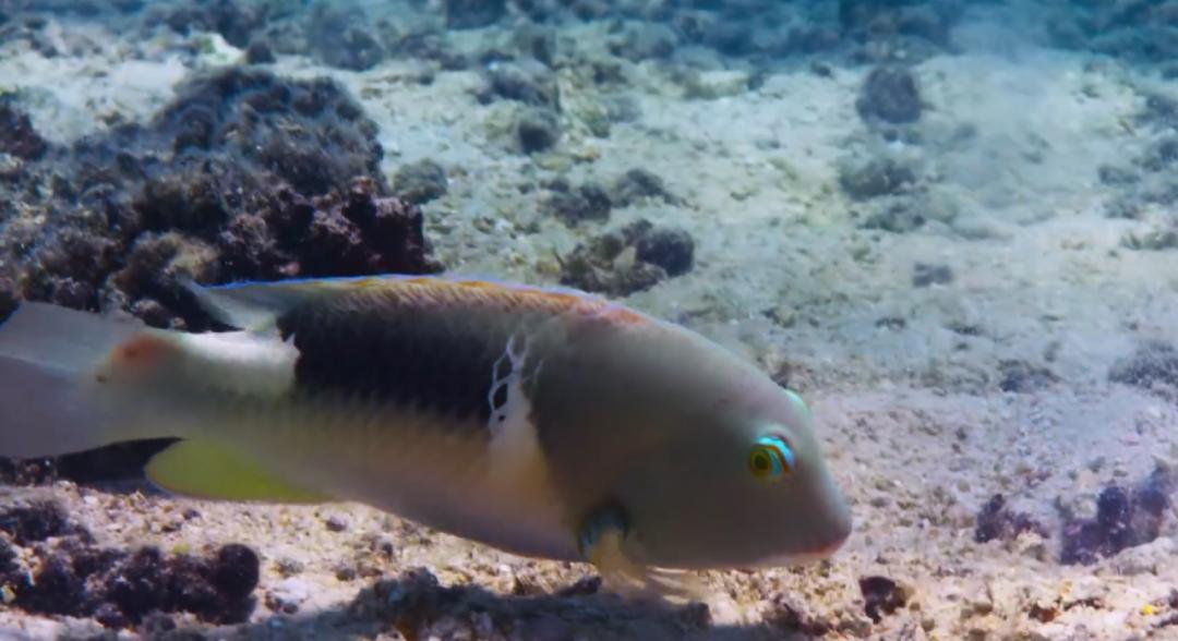 Clam killer: the tool-using tuskfish - iMedia