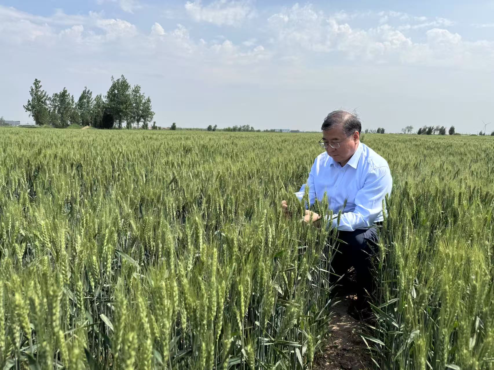Drought, high temperature, and dry hot winds, how can we achieve a good ...