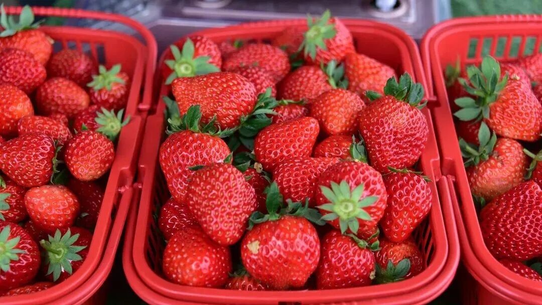 Winter's sweetest strawberry is here! A guide to strawberry picking in ...