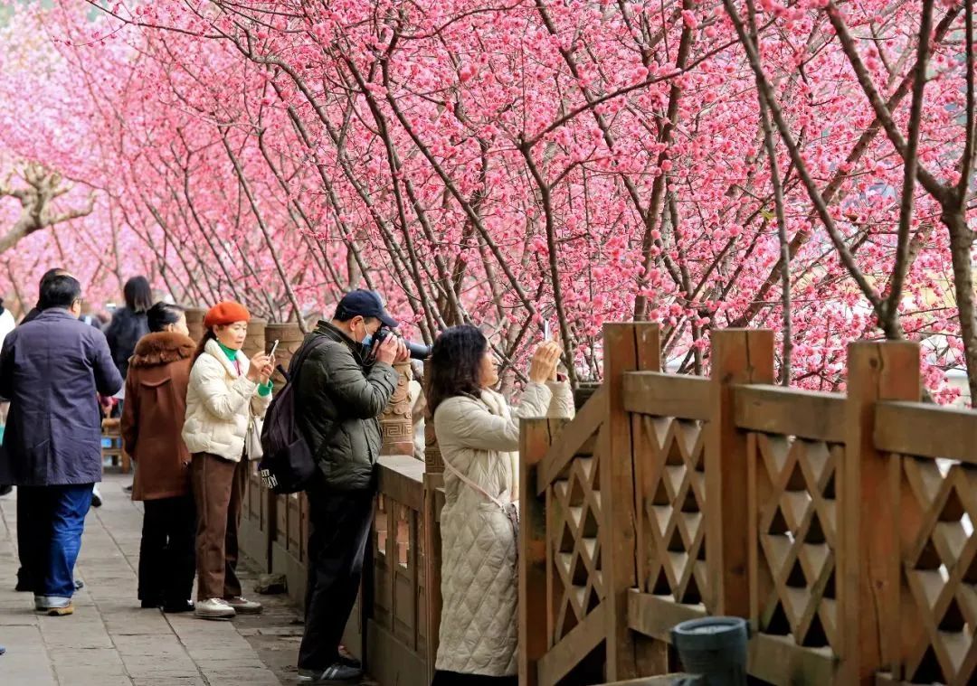 Red plum, cherry blossom, poppy...Chengdu Spring Flower Viewing Guide→ ...