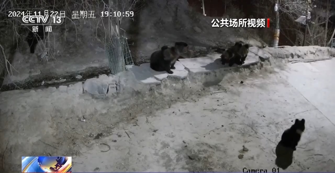 How to solve the frequent occurrence of "bear infestation" conflicts ...