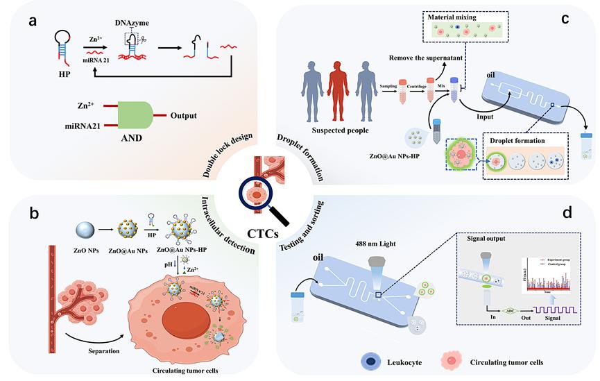 Precisely capturing cancer cells! Jiangnan University's technology is ...