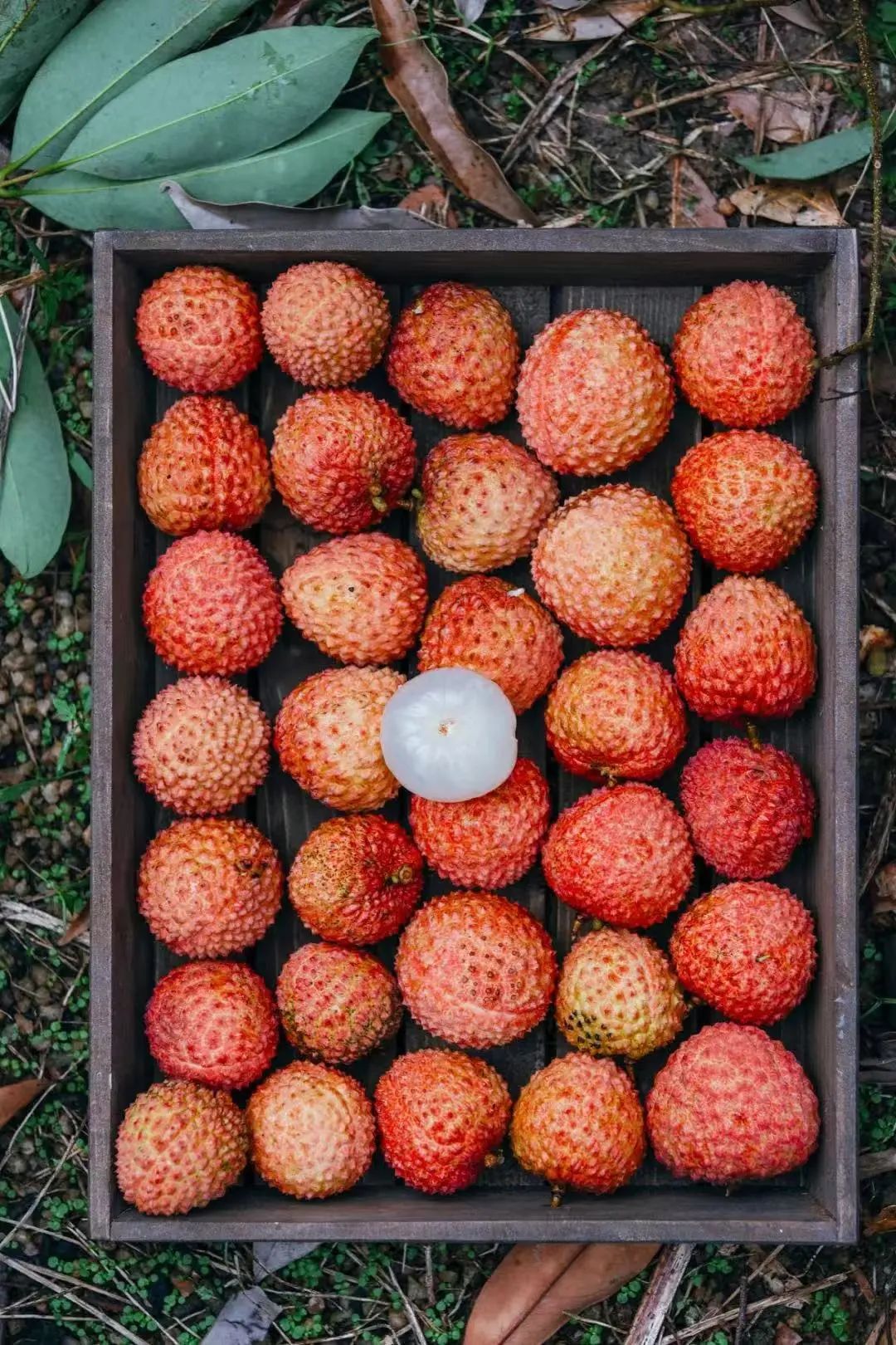 How big is the Chinese lychee universe? - iMedia