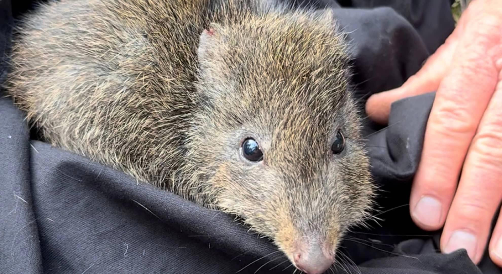 Scientists extract DNA from feces to save some of the rarest marsupials ...