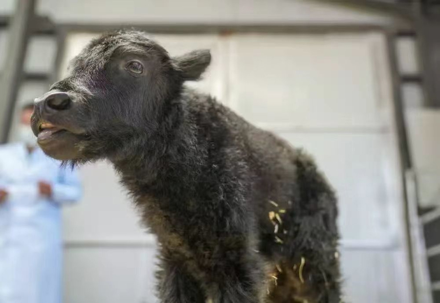 Behind the birth of the world's first cloned yak - iMedia