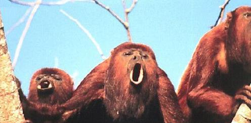 Howler monkeys roar in the mountains, their roars are more shocking ...