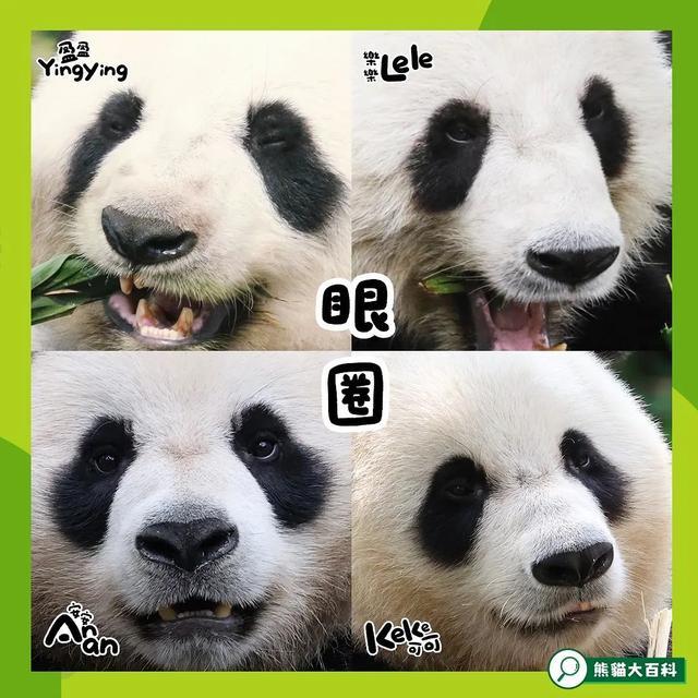 There are too many pandas at home to recognize them all? Hong Kong ...