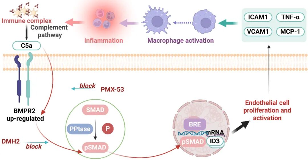 Professor Wu Junnan and Professor Tong Qiang's team revealed that BMPR2 ...