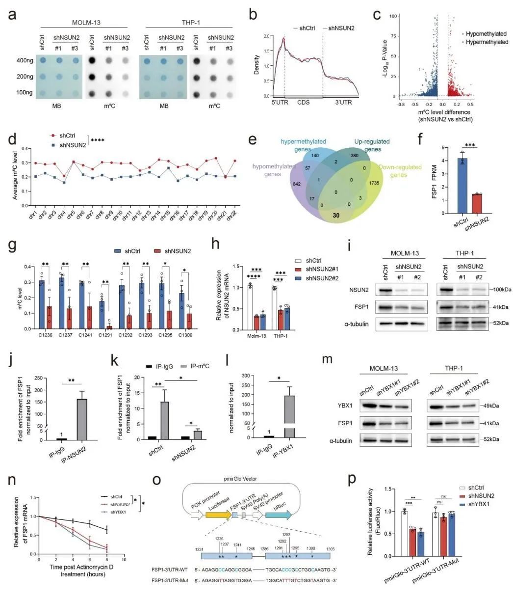 Professor Jin Jie/Sun Jie's team reveals the mechanism by which RNA ...