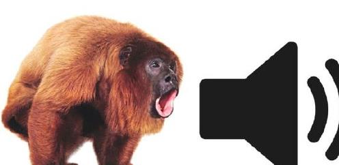 Howler monkeys roar in the mountains, their roars are more shocking ...