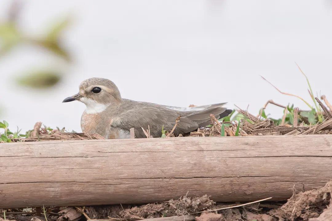 In April this year, a total of 301 bird species were recorded in ...